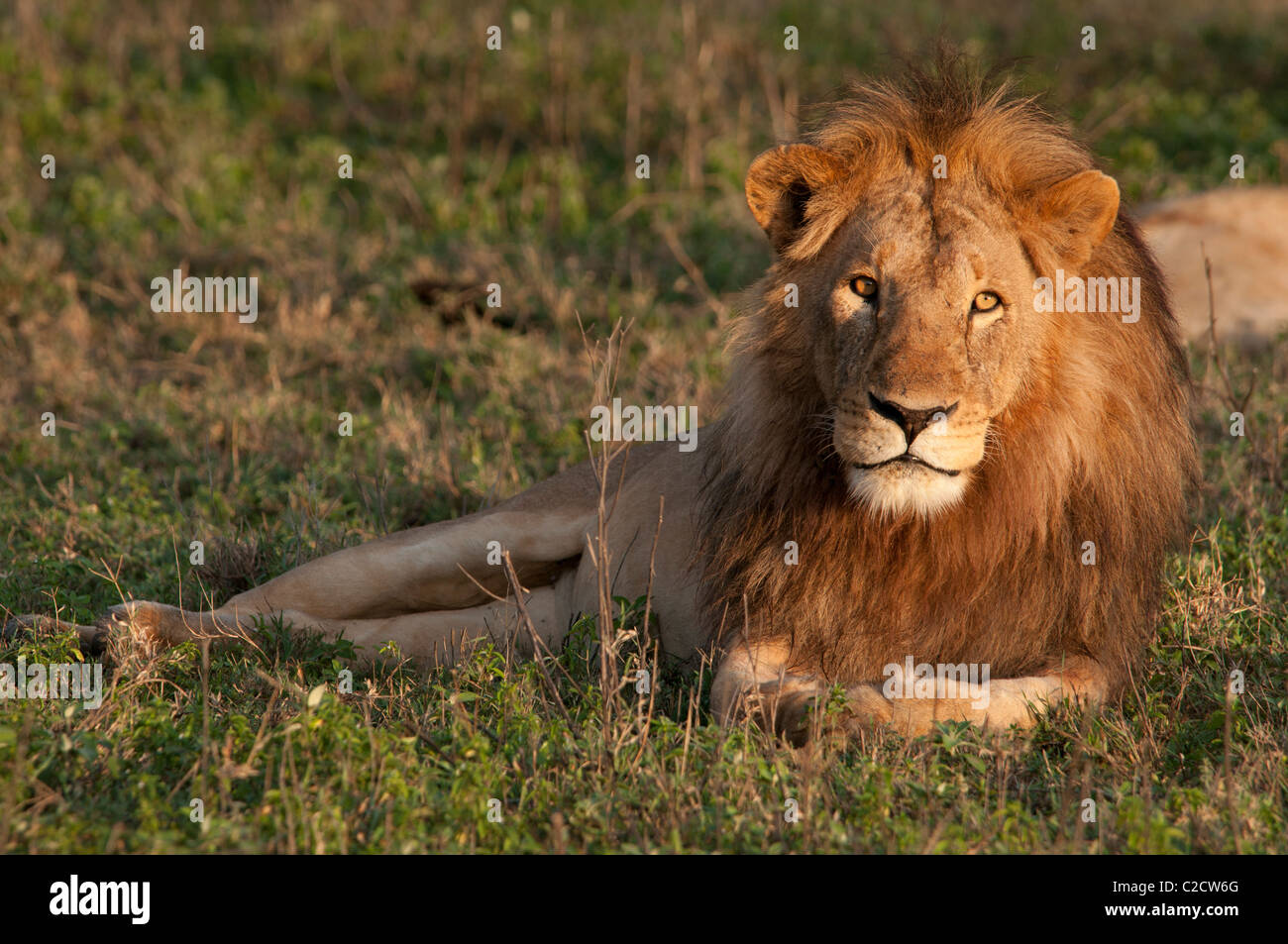 African savanna lion hi-res stock photography and images - Alamy