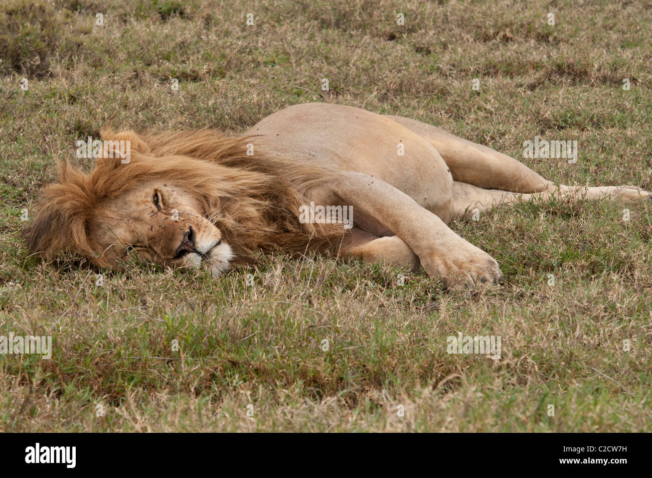 African savanna lion hi-res stock photography and images - Alamy
