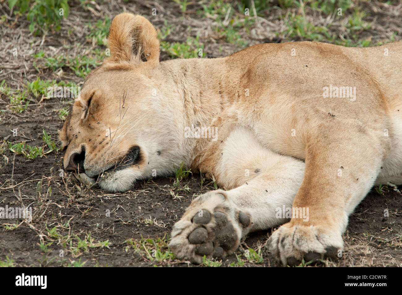 Sleeping lioness hi-res stock photography and images - Alamy