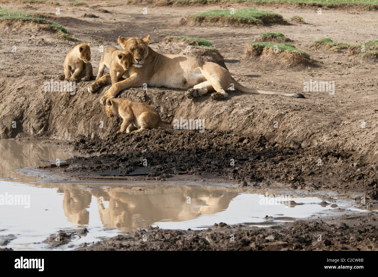 Mud bank lion hi-res stock photography and images - Alamy