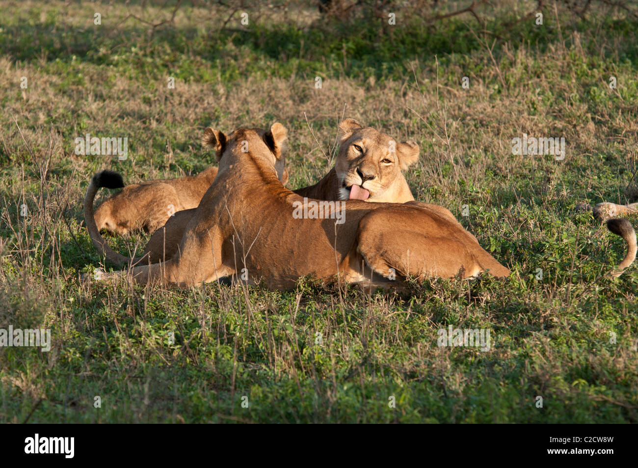 Two lionesses laying together hi-res stock photography and images - Alamy