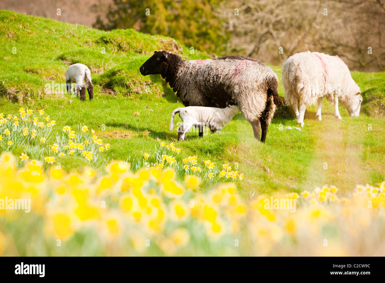 Spring lambs daffodils hi-res stock photography and images - Alamy
