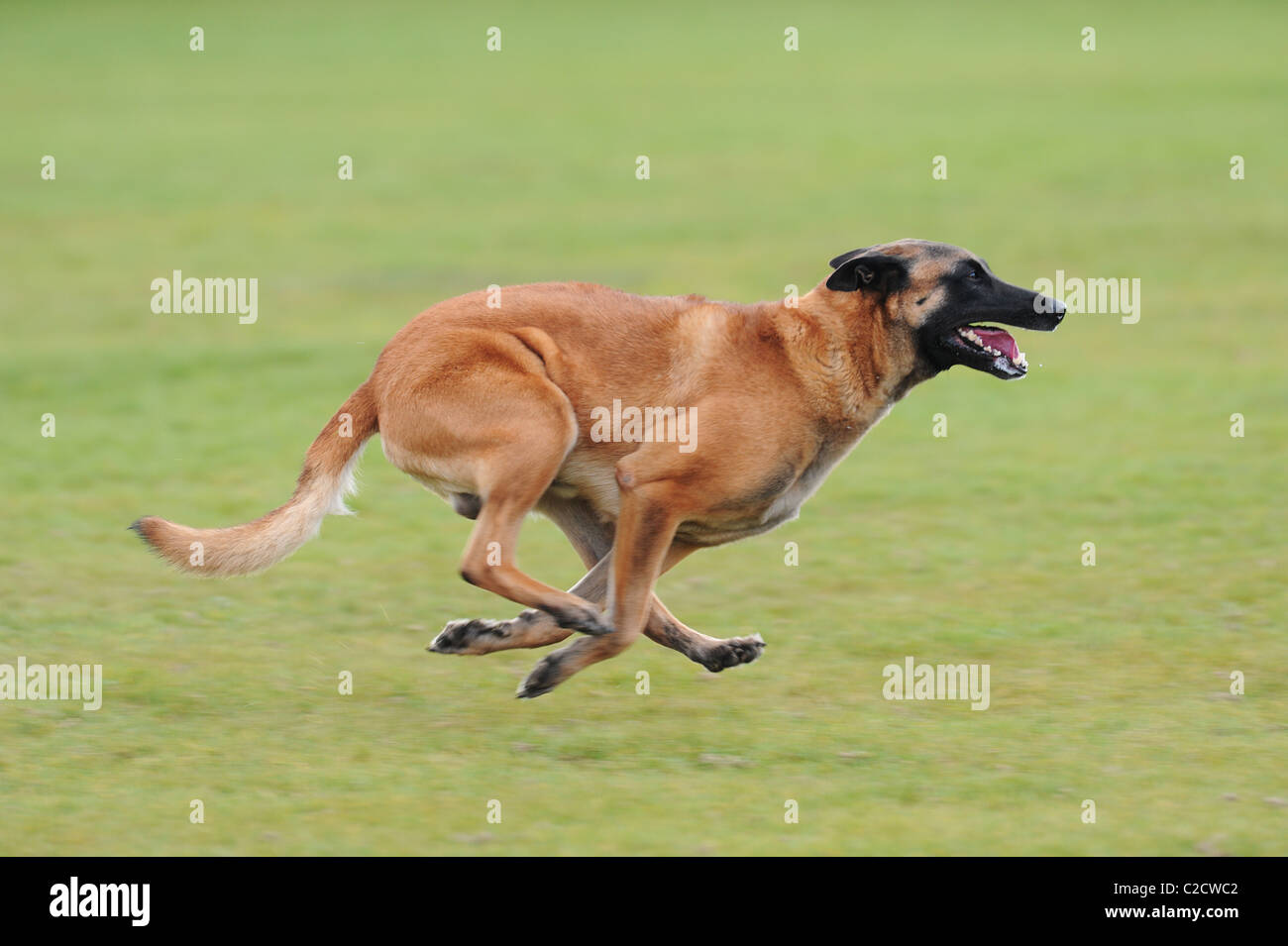 Action from the London Regional Police Dog Trials hosted by the ...