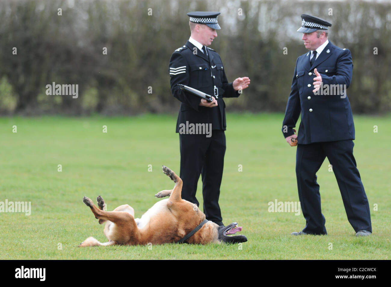 Action From The London Regional Police Dog Trials Hosted By The action-from-the-london-regional-police-dog-trials-hosted-by-the