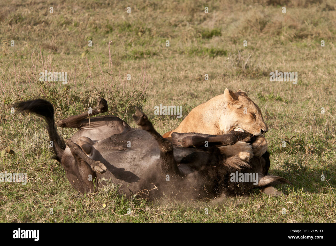 Lion attacking prey hi-res stock photography and images - Alamy
