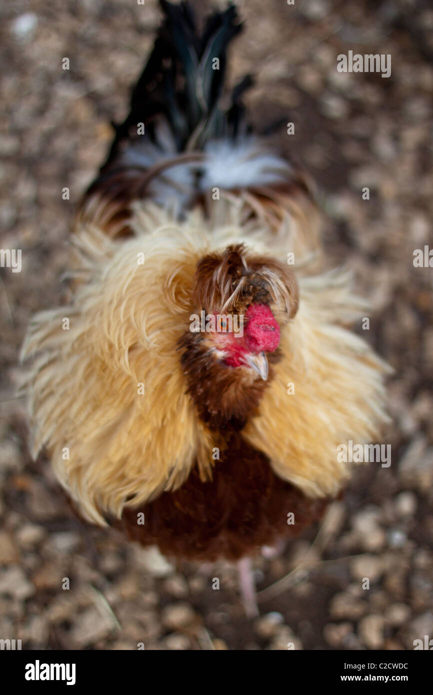 Old rooster hi-res stock photography and images - Alamy