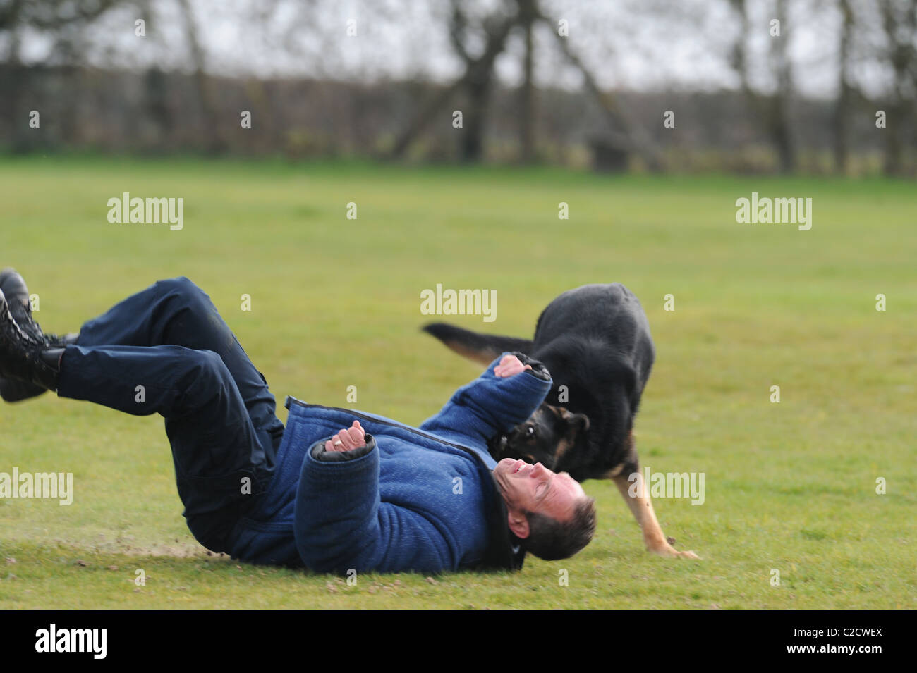 Action from the London Regional Police Dog Trials hosted by the ...