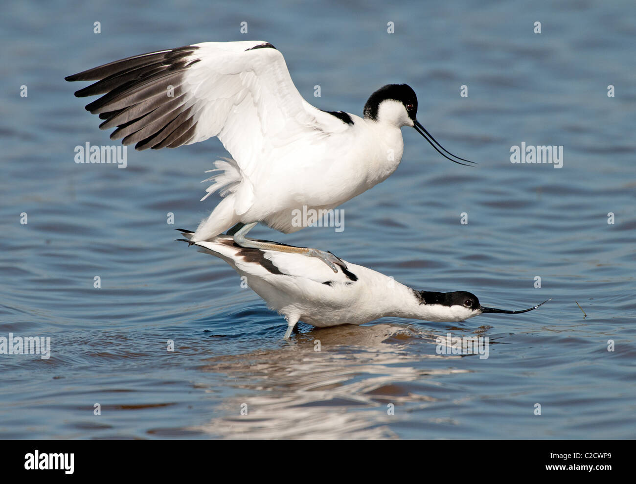 Avocets hi-res stock photography and images - Alamy