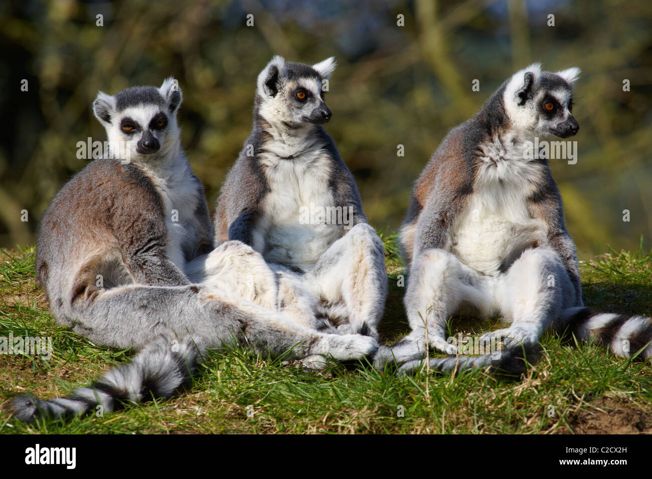 Portrait of a Ring-tailed lemur family sitting close together Stock ...