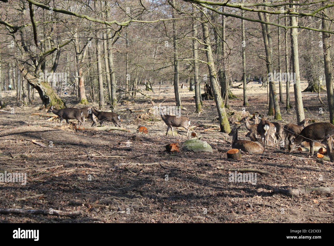 Dyrehaven park copenhagen hi-res stock photography and images - Alamy