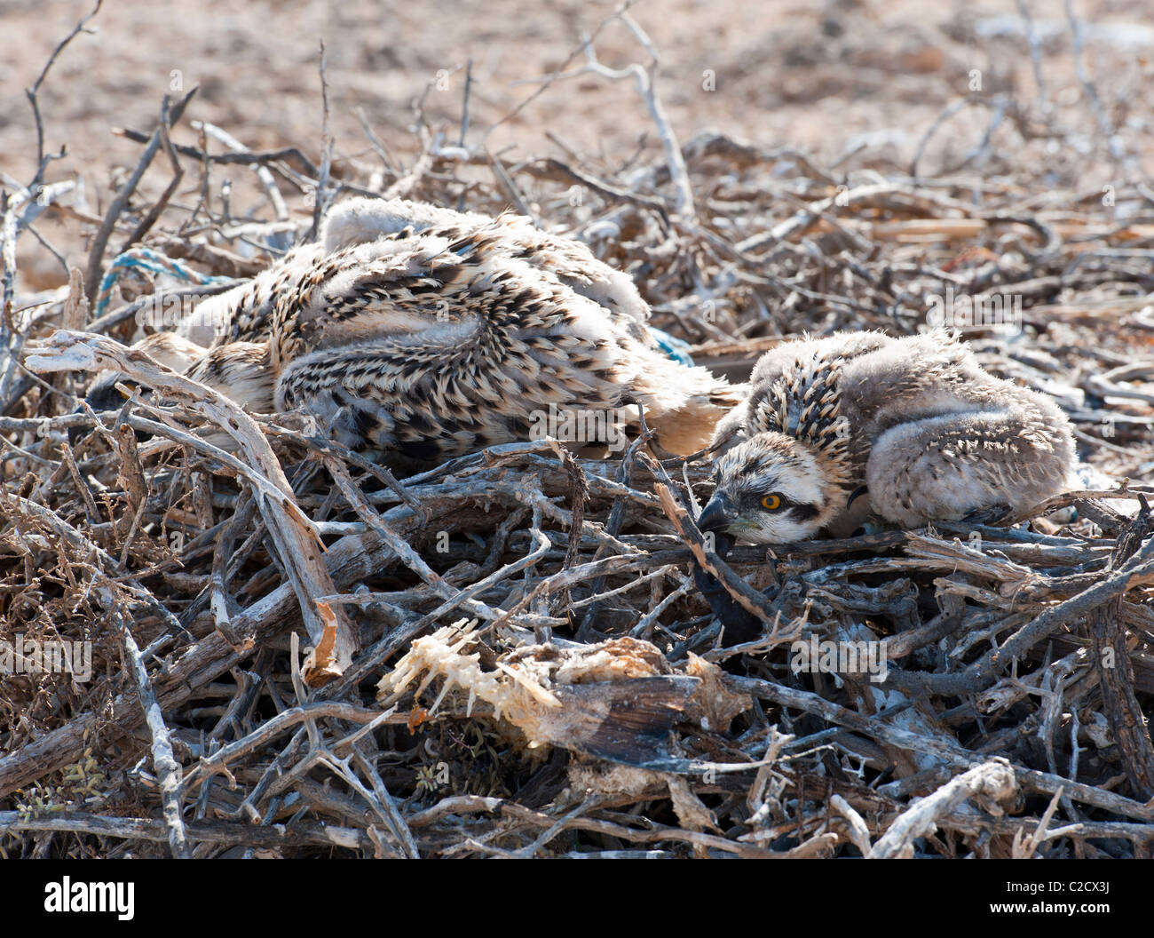 Osprey chicks hi-res stock photography and images - Alamy
