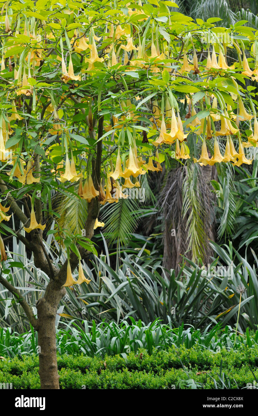 Brugmansia hi-res stock photography and images - Alamy