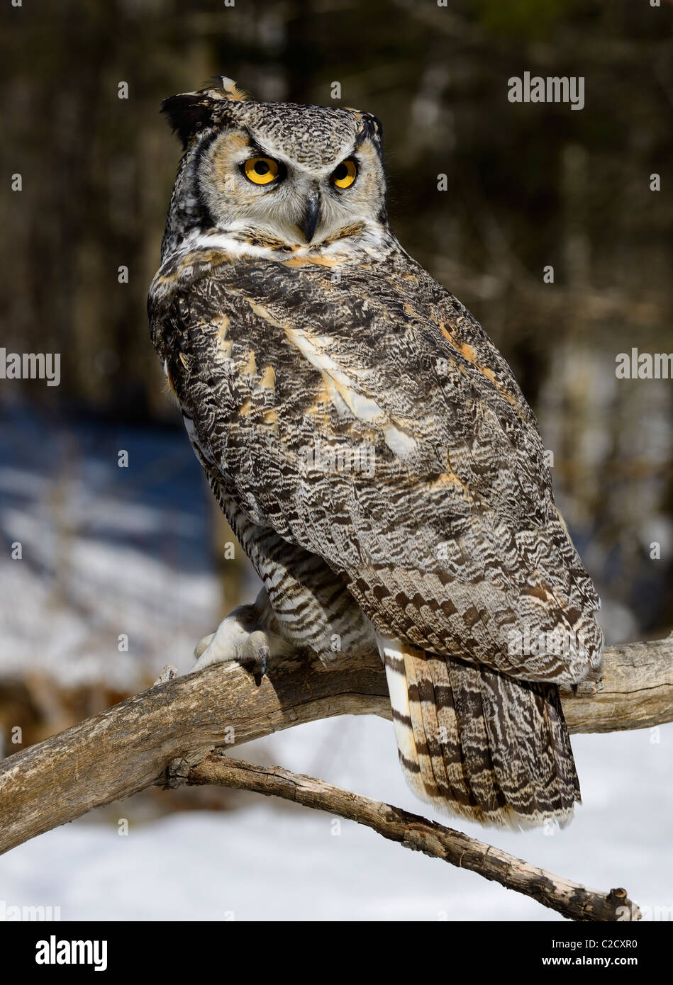 Great horned owl in tree hi-res stock photography and images - Alamy