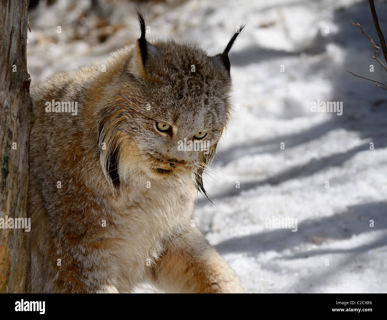 Canada lynx hi-res stock photography and images - Alamy