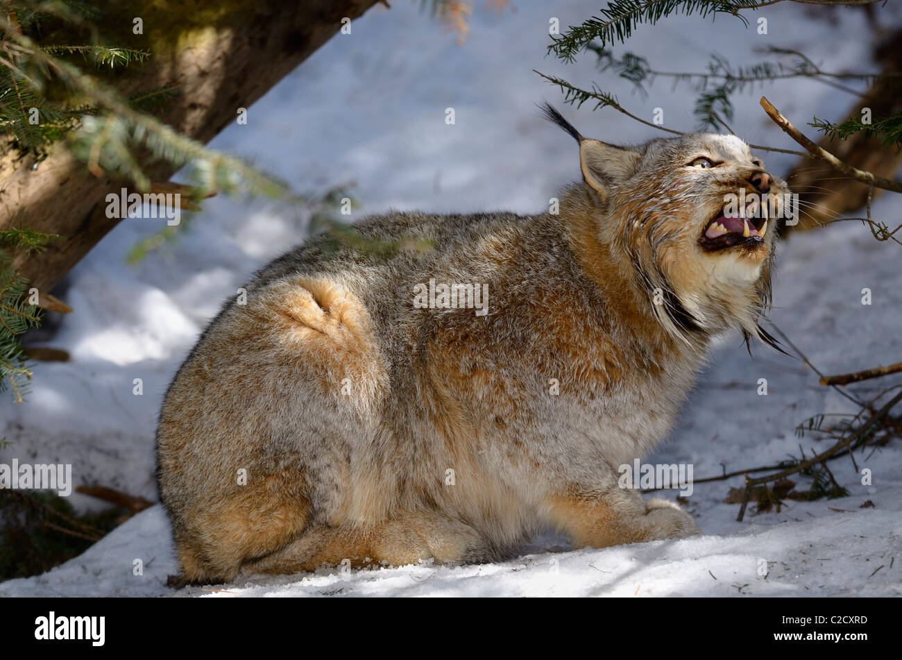 Hissing Canada Lynx sitting under an evergreen tree in a snow covered ...