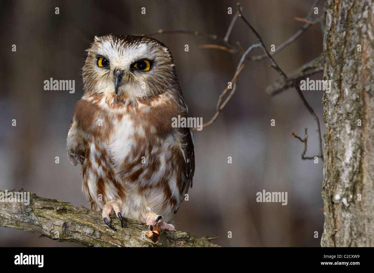 Small female Northern Saw Whet Owl perched on branch in a forest in ...