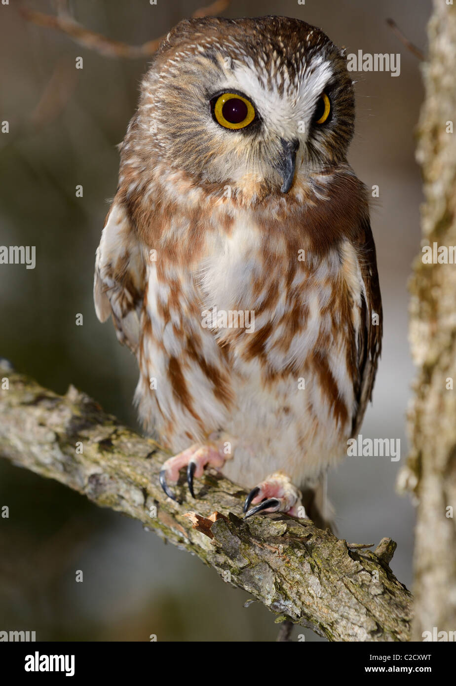 Wide eyed owl hi-res stock photography and images - Alamy