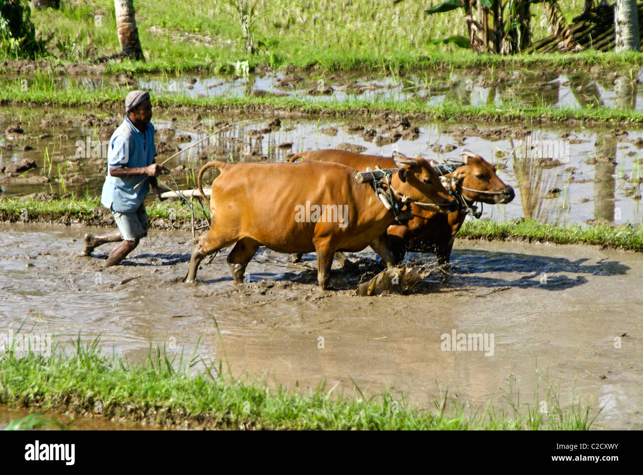 Bali cattle hi-res stock photography and images - Alamy