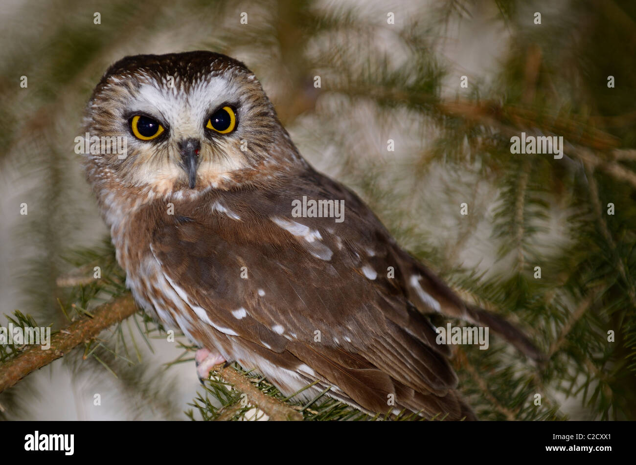 Small female Northern Saw Whet Owl hiding in a spruce tree in winter ...