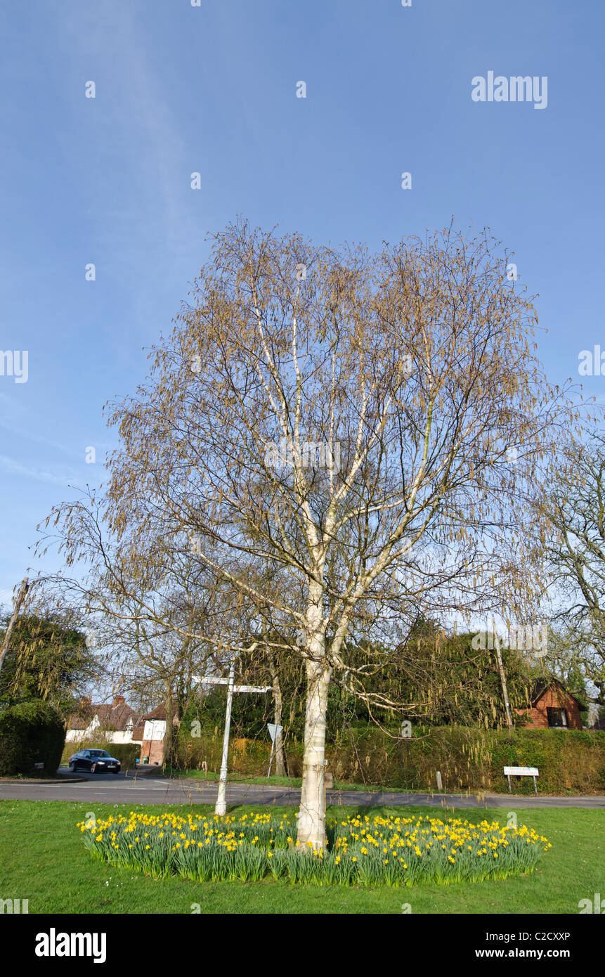 Woldingham village green Daffodils beneath birch tree Surrey Uk Stock ...