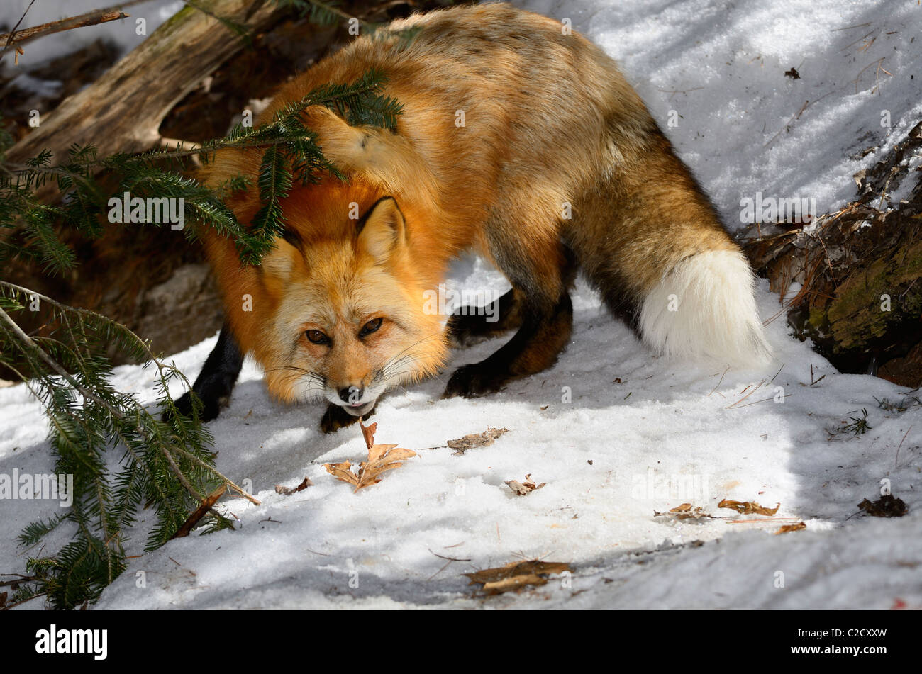 Thick fur on a cowering Red Fox in a snow covered forest in Spring ...