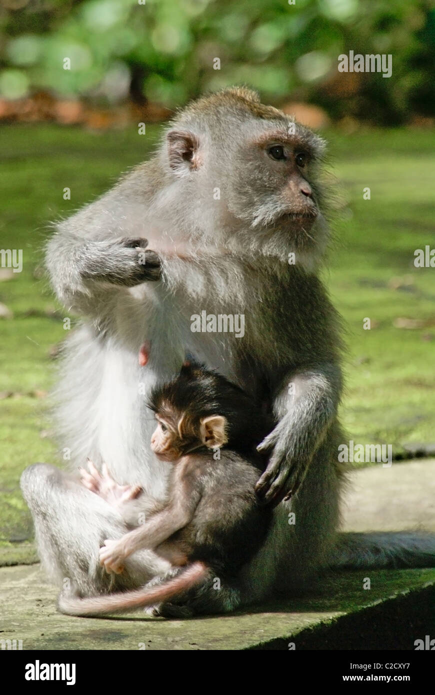 Long-tailed macaques, Sangeh Monkey Forest, Ubud, Bali, Indonesia Stock ...
