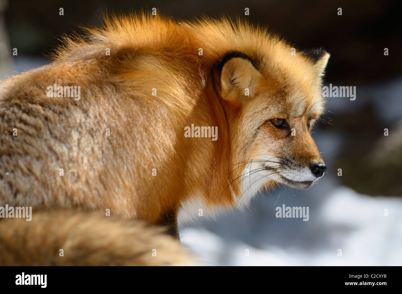 Fox in ontario canada hi-res stock photography and images - Alamy