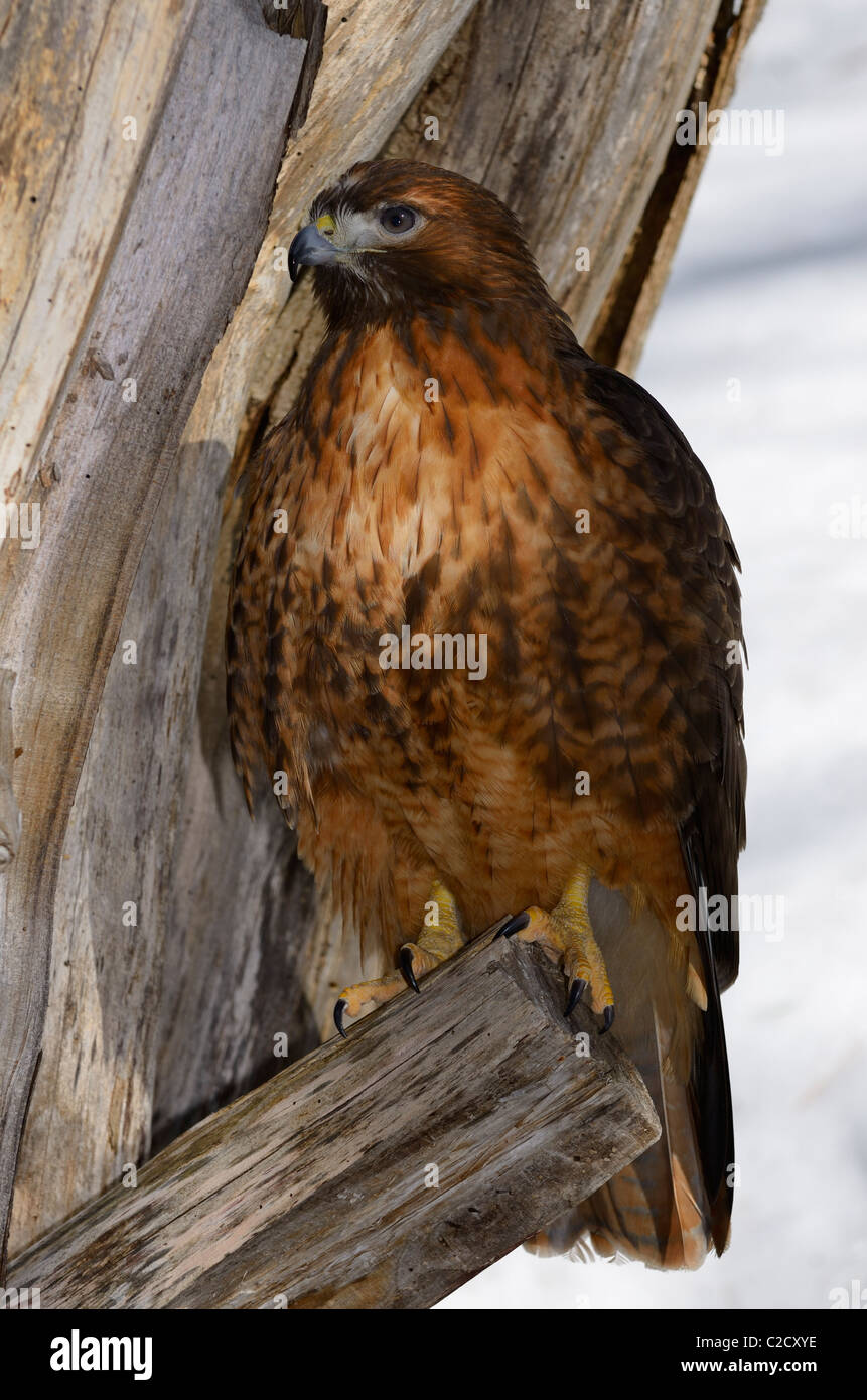 Fierce Red Tailed Hawk on a tree stump with snow in Spring Muskoka ...