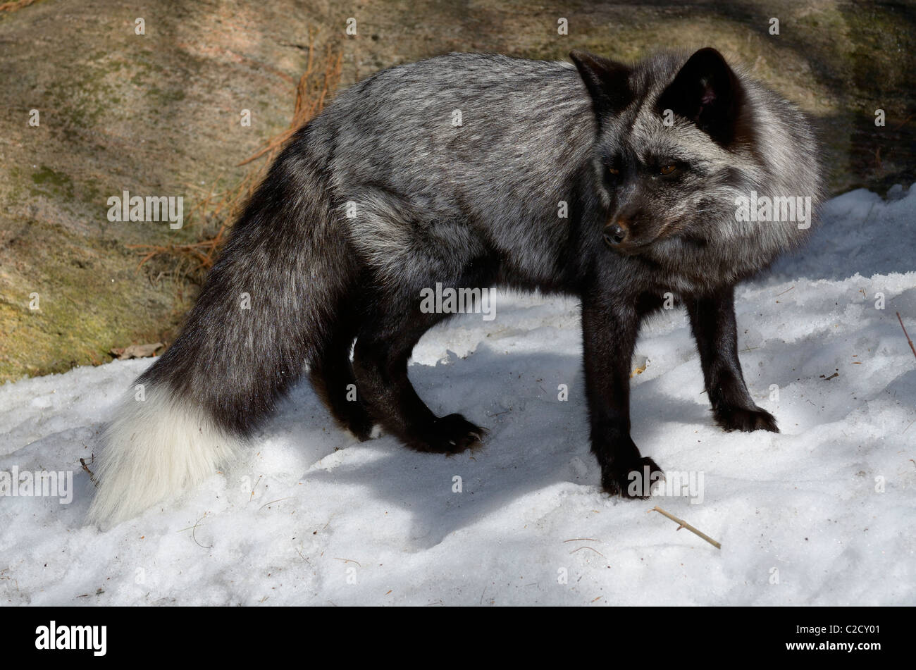 Fox in ontario canada hi-res stock photography and images - Alamy