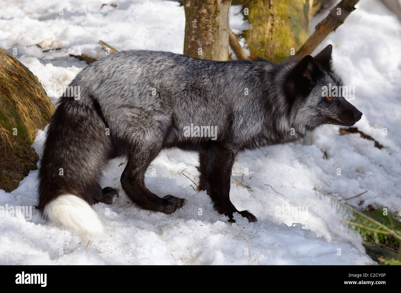 Beautiful Silver color phase Red Fox looking intently in a snow covered ...
