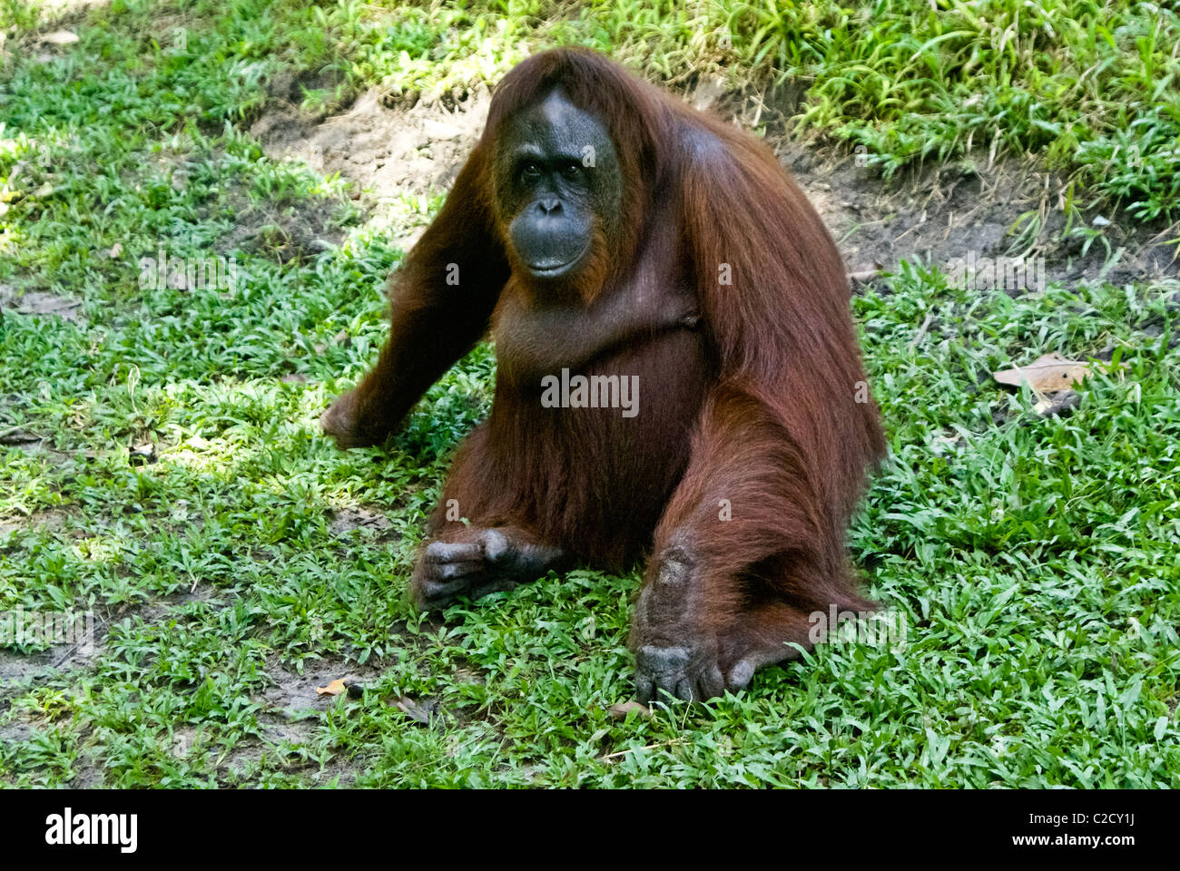 Female orangutan sitting on grass, Borneo, Indonesia Stock Photo - Alamy