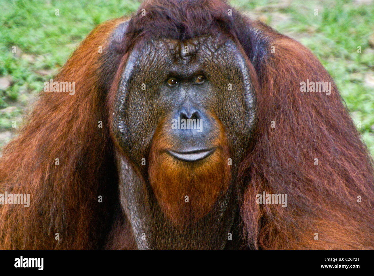 Male orangutans hi-res stock photography and images - Alamy