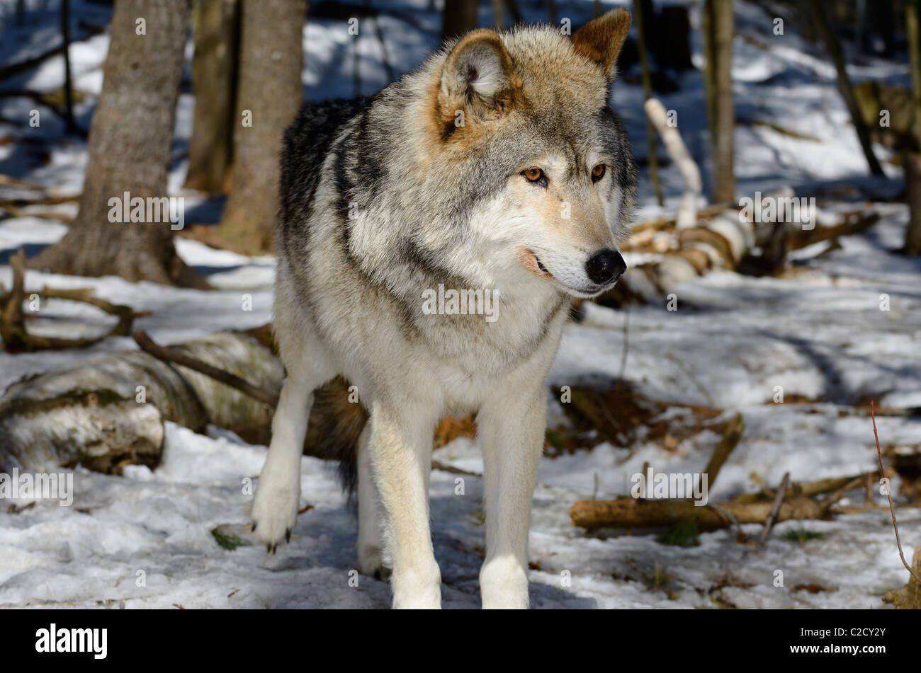 Timber Wolf Running Stock Photos & Timber Wolf Running Stock Images - Alamy