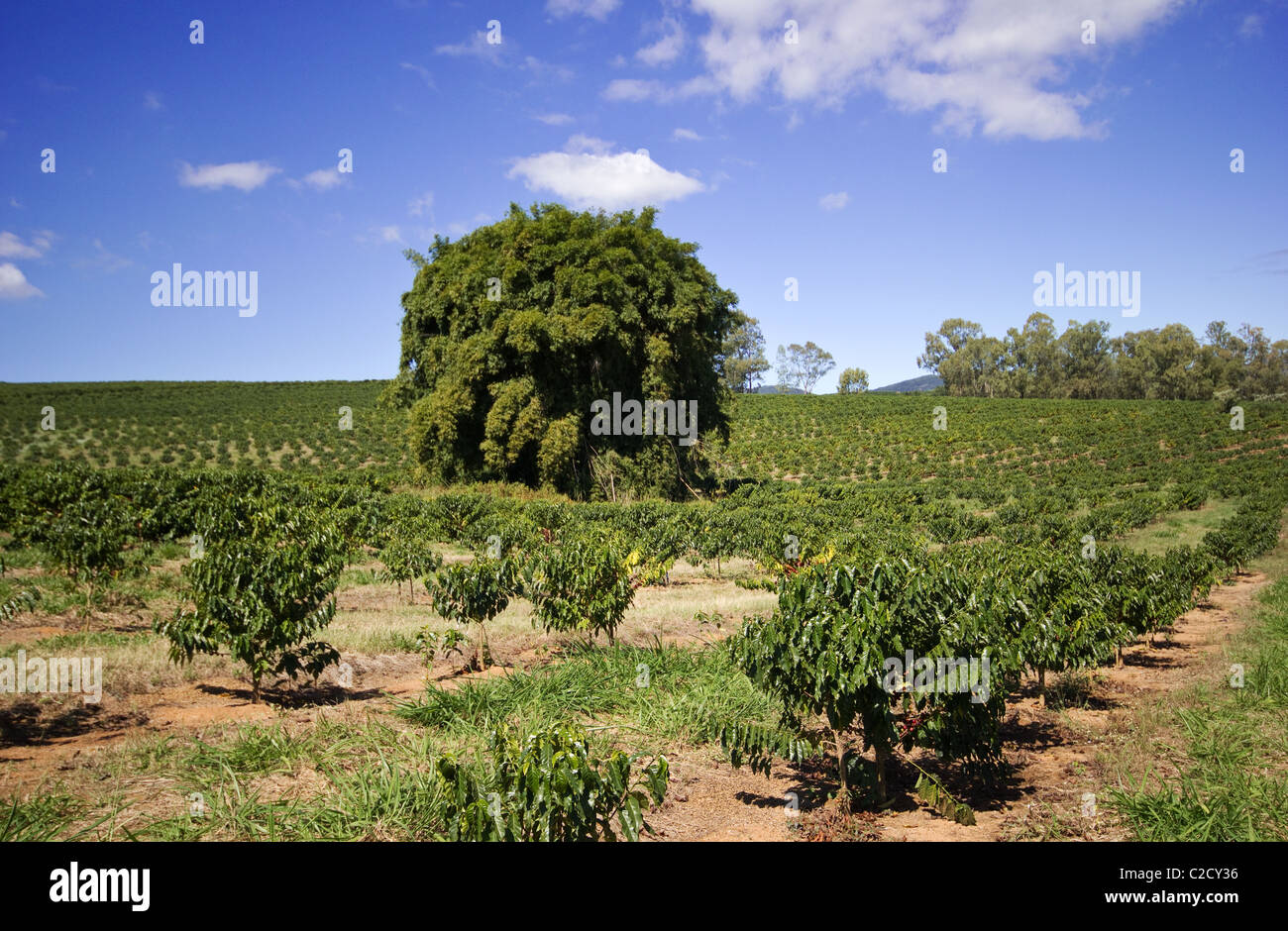 Coffee plantation in Brazil Stock Photo - Alamy