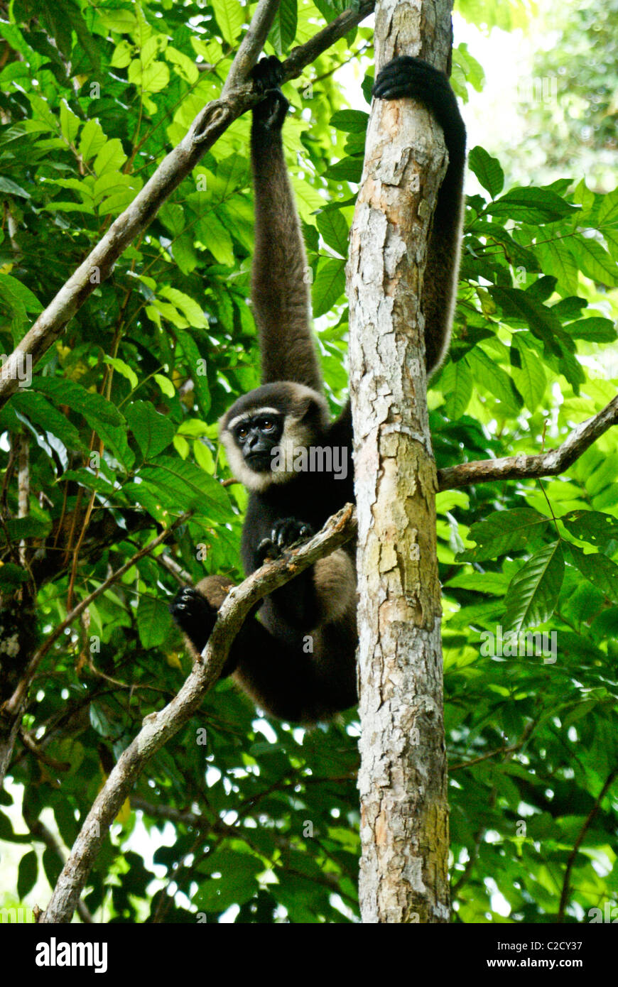 Agile gibbon (male) hanging in tree, Borneo, Indonesia Stock Photo - Alamy