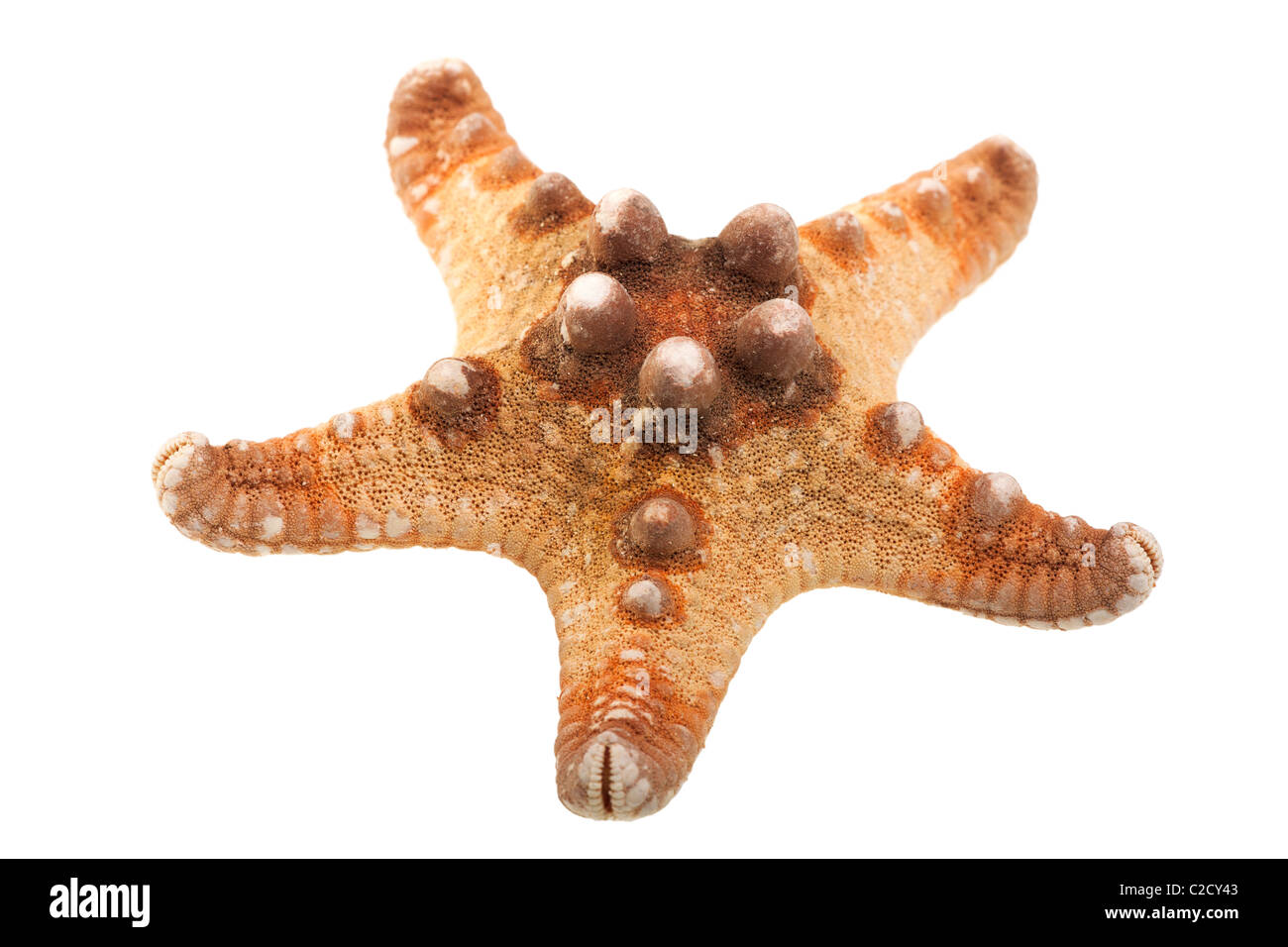 Seashell starfish Cut Out Stock Images & Pictures - Alamy