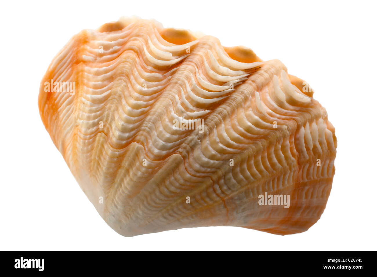 Orange and white seashell hi-res stock photography and images - Alamy