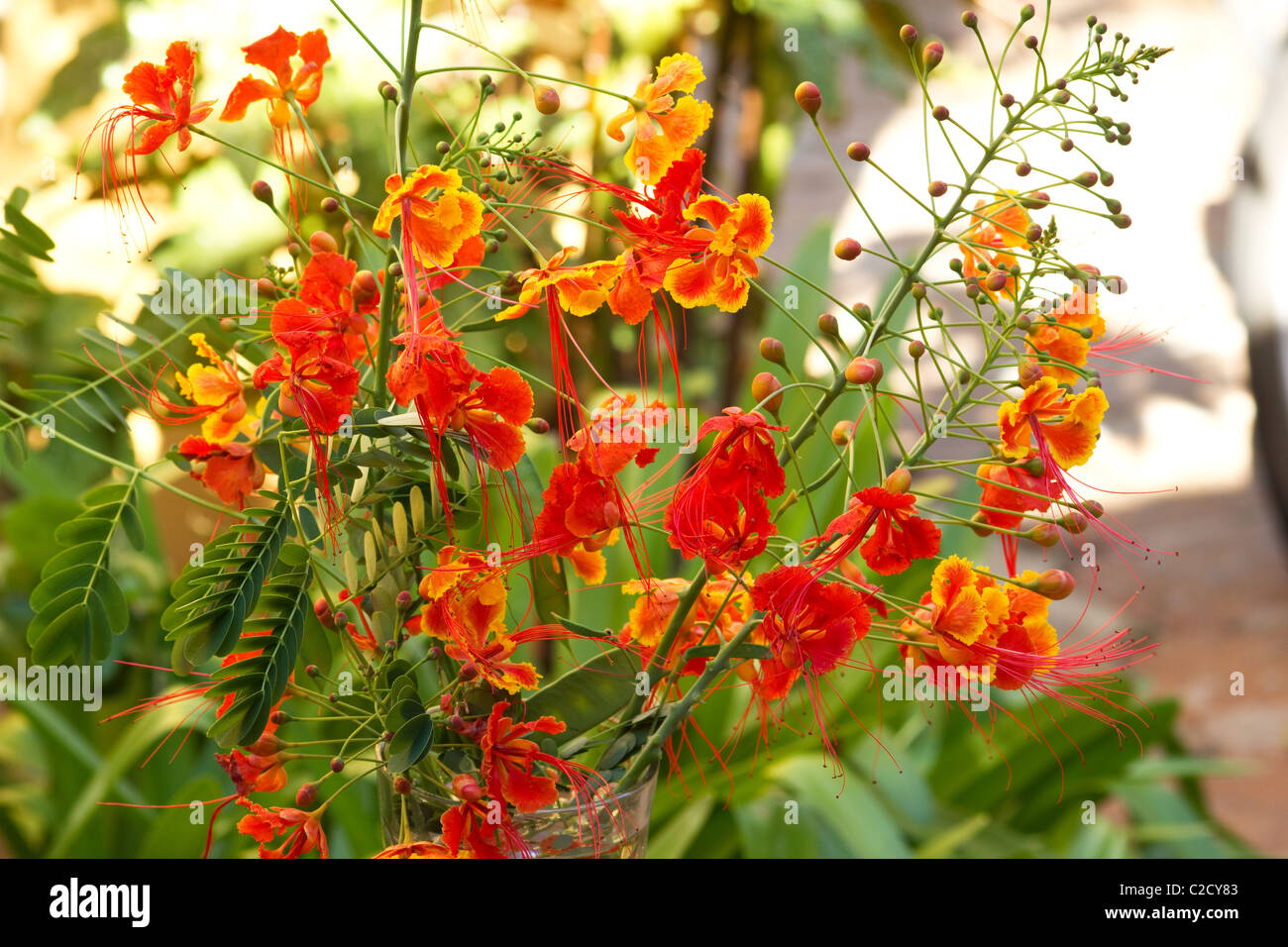 Close-up of Poinciana plant flowers (Caesalpinia pulcherrima Stock ...