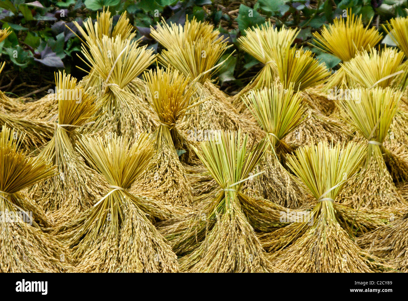 Bundled rice stalks Stock Photo - Alamy