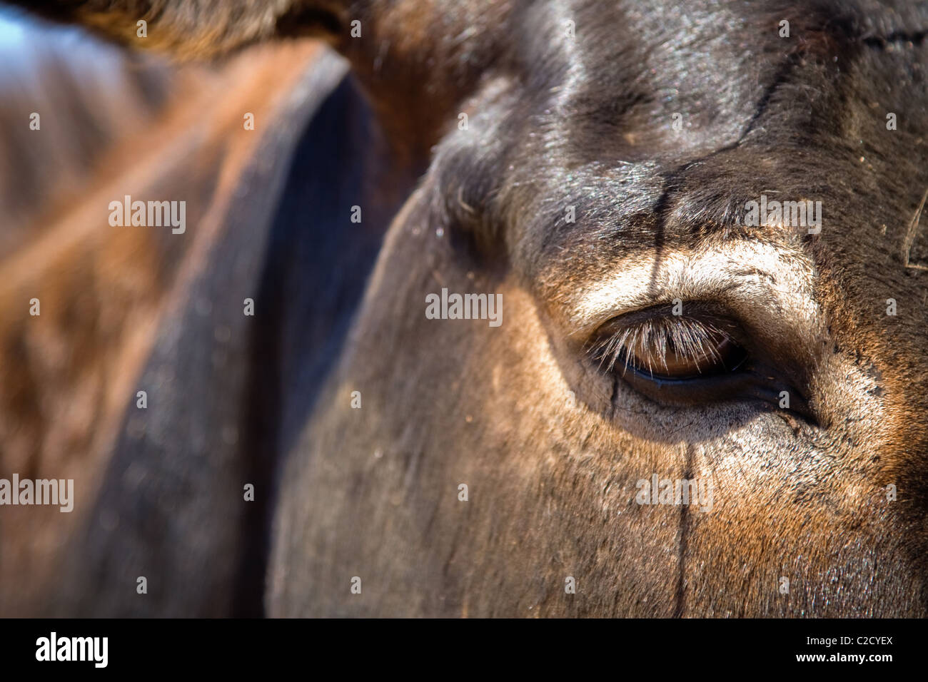 Donkey close up Stock Photo - Alamy