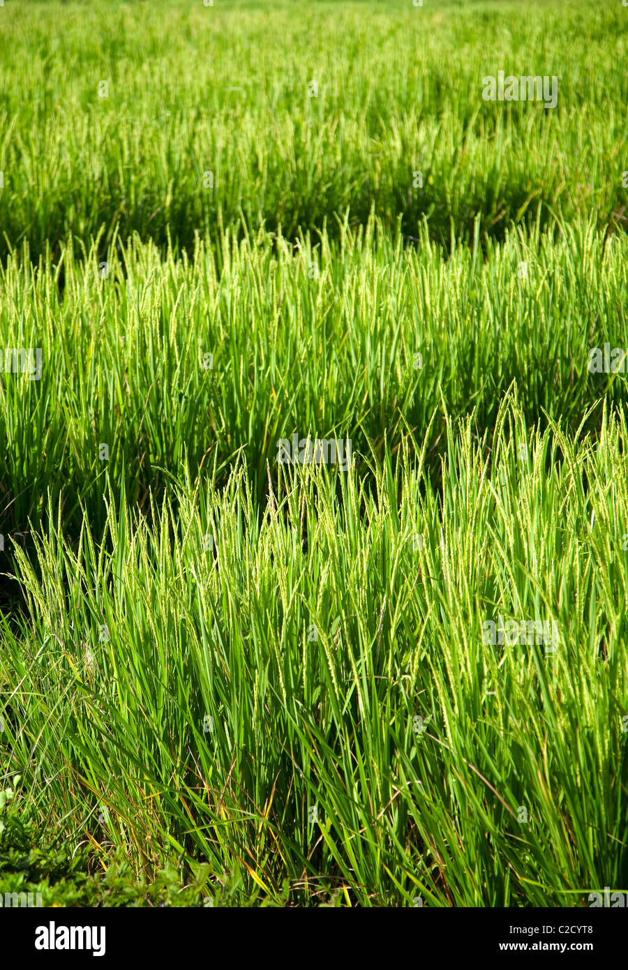 Rice field background Stock Photo - Alamy