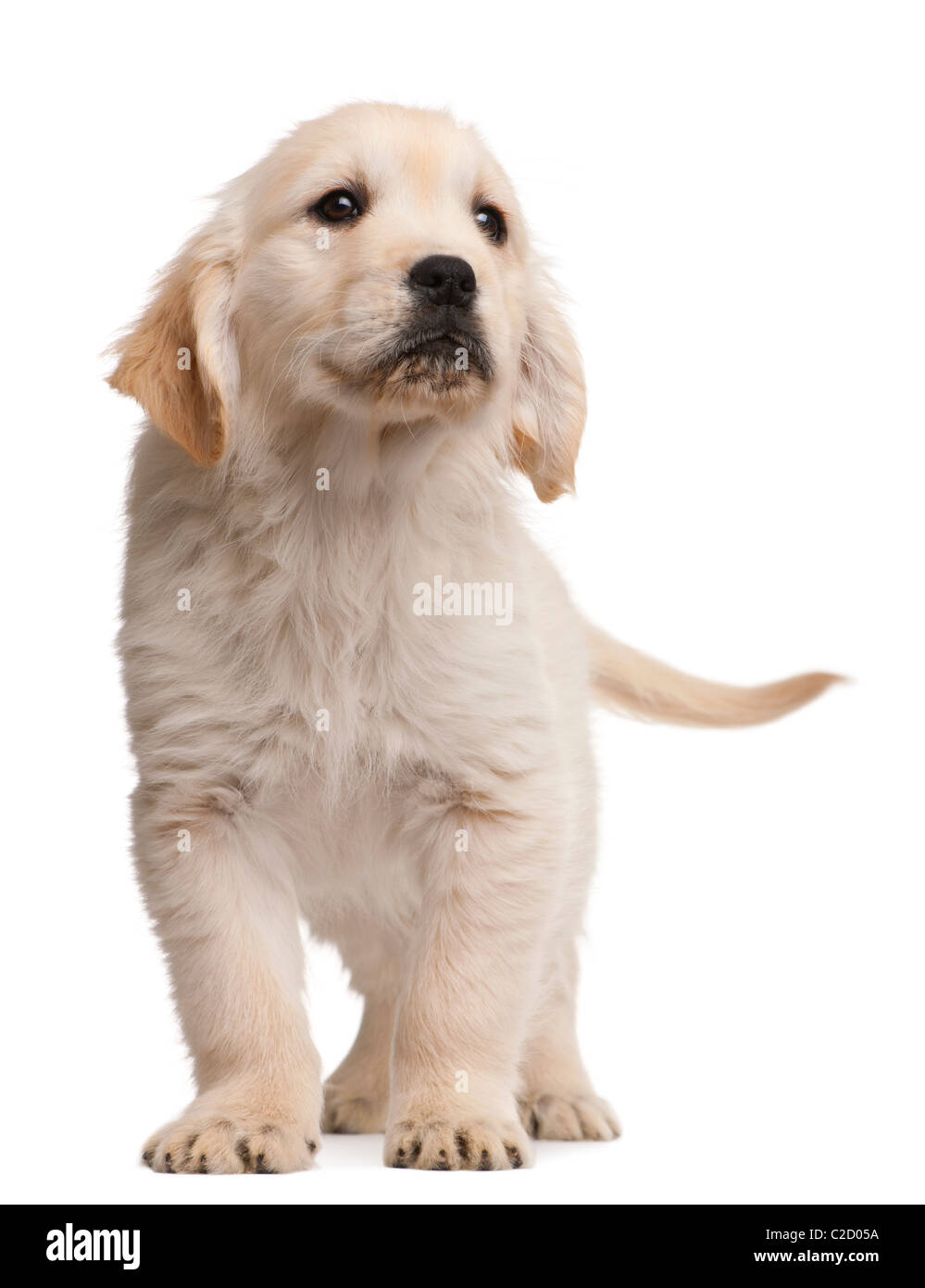 Golden Retriever Puppy Standing