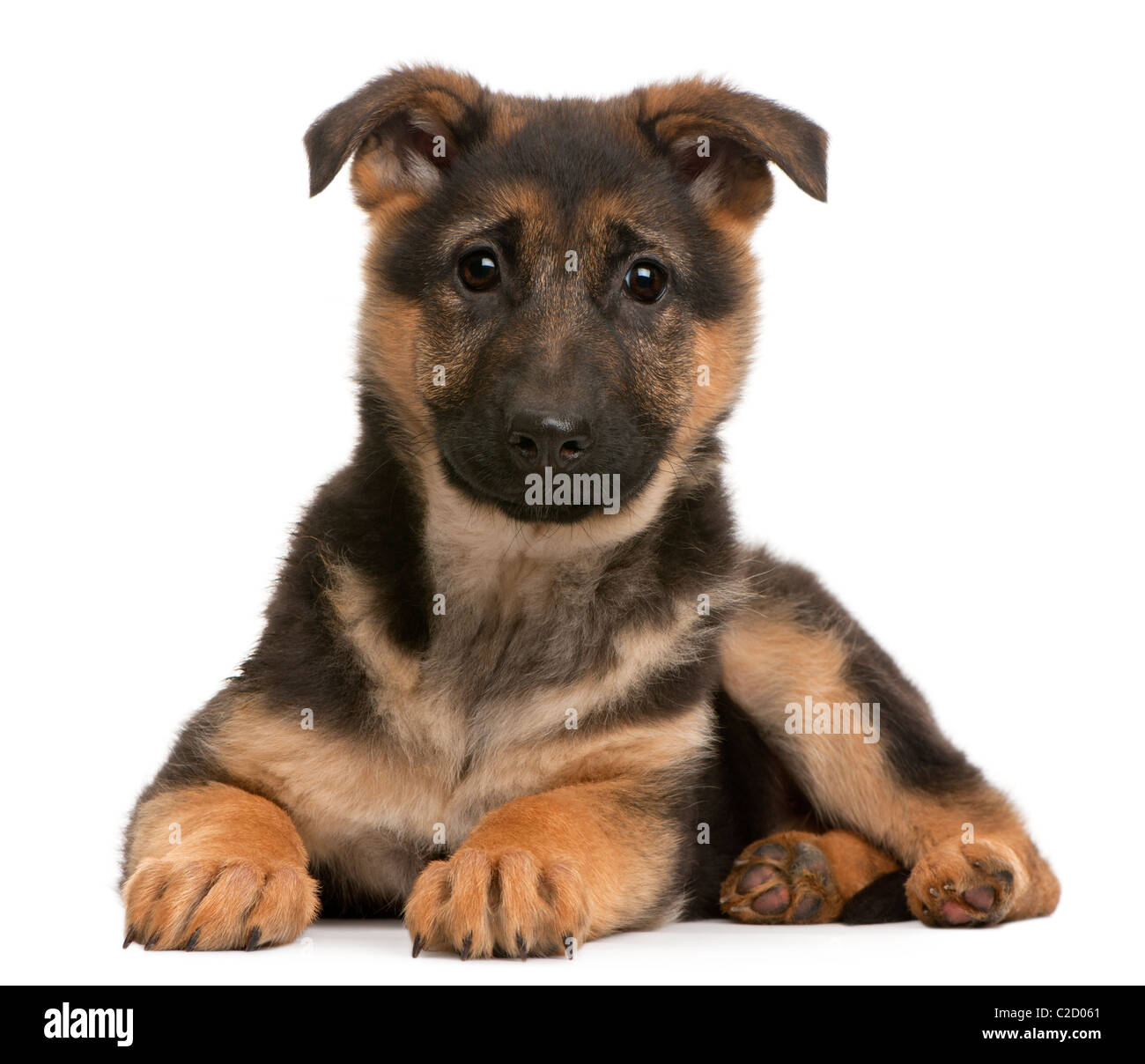 White german shepherd cut out hi-res stock photography and images - Alamy
