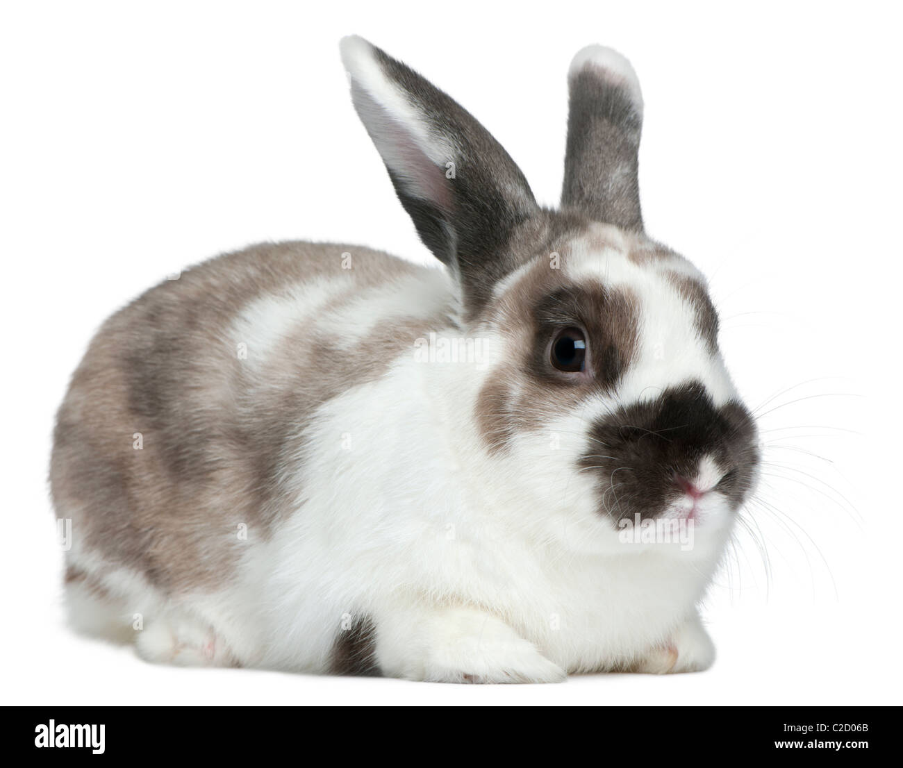 Rabbit sitting in front of white background Stock Photo - Alamy