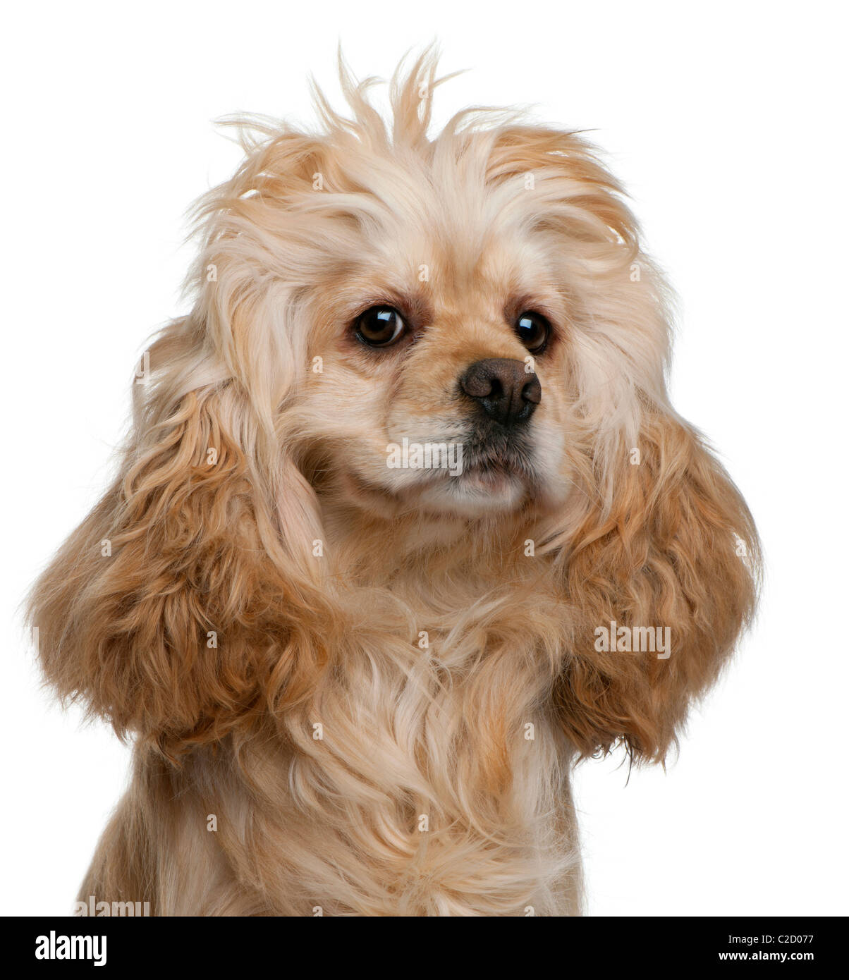 White and tan cocker spaniel hi-res stock photography and images - Alamy