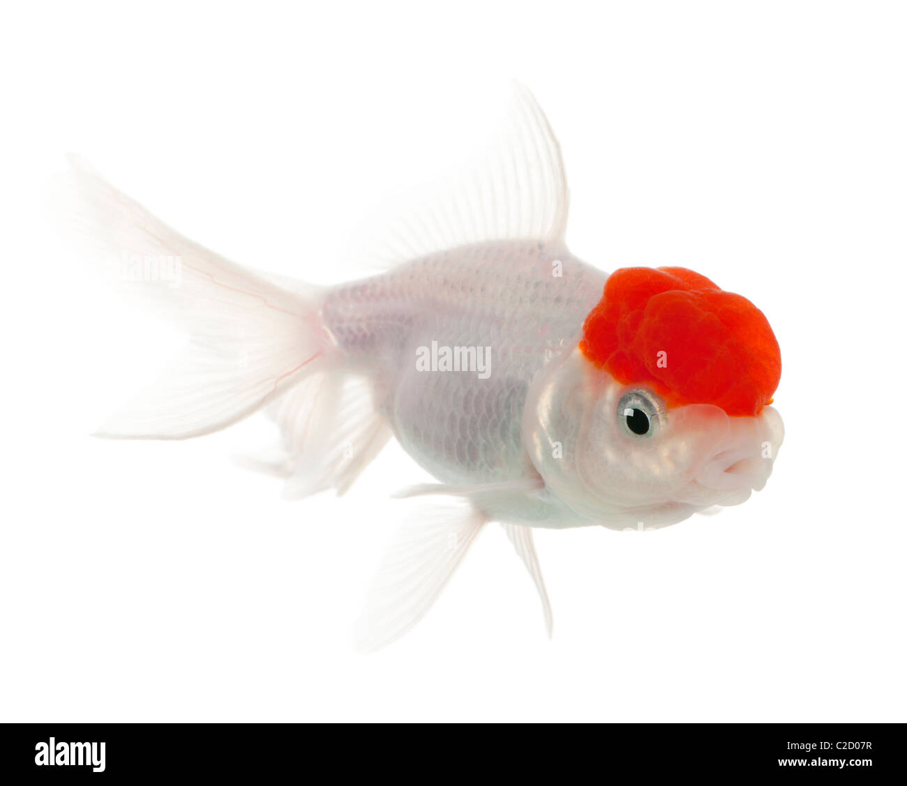 White Lionhead Goldfish