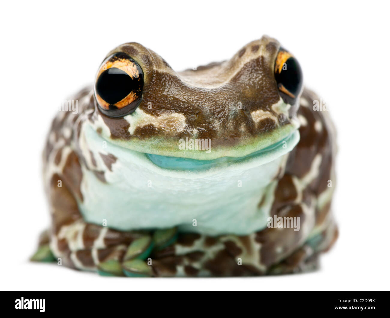 Milk tree frog hi-res stock photography and images - Alamy