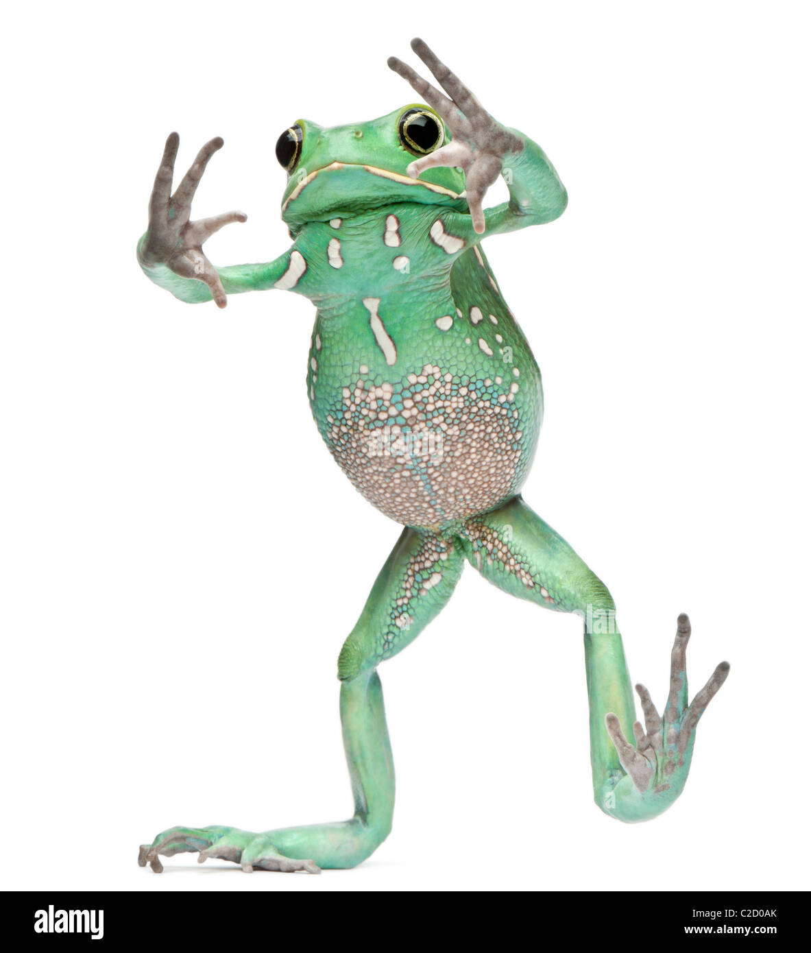 Waxy monkey frog phyllomedusa sauvagii hi-res stock photography and ...