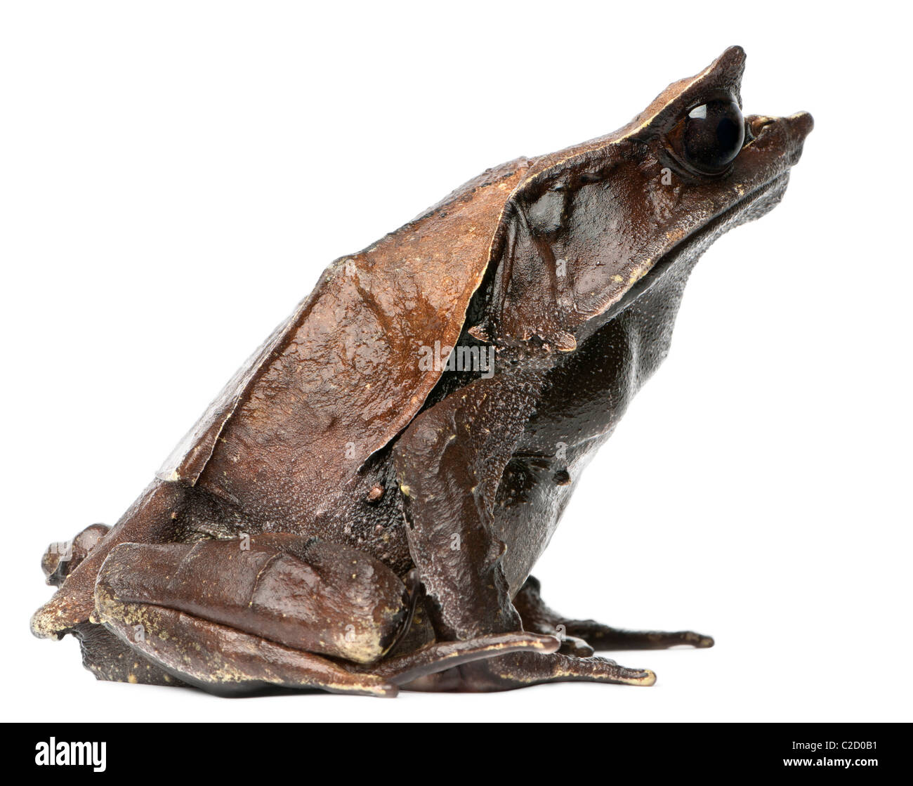 Long-nosed Horned Frog, Megophrys nasuta, in front of white background ...