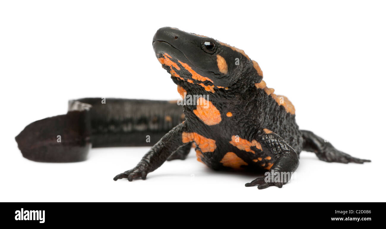 Laos Warty Newt, Paramesotriton laoensis, in front of white background ...